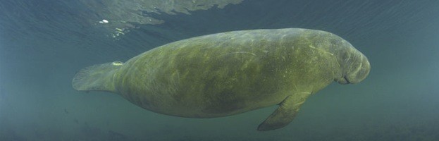 Imágenes de Manatíes - Manatí Información y Características